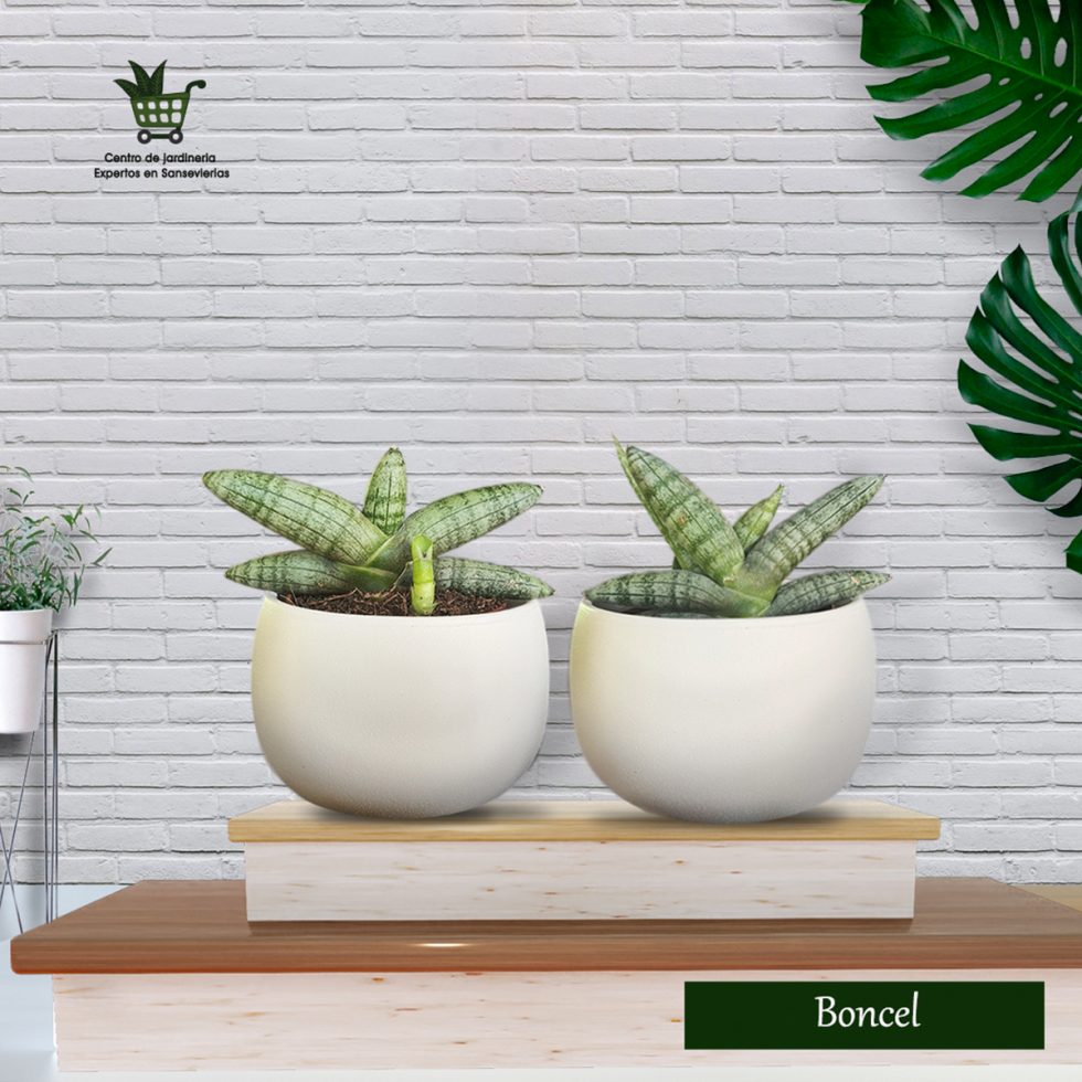 Cylindrica Boncel - Mery Market